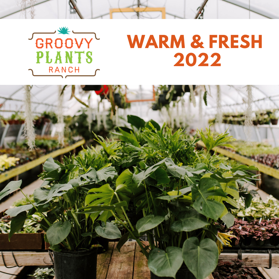 2022 Warm & Fresh | Groovy Plants Ranch LLC | The Groovy Plants Ranch LLC