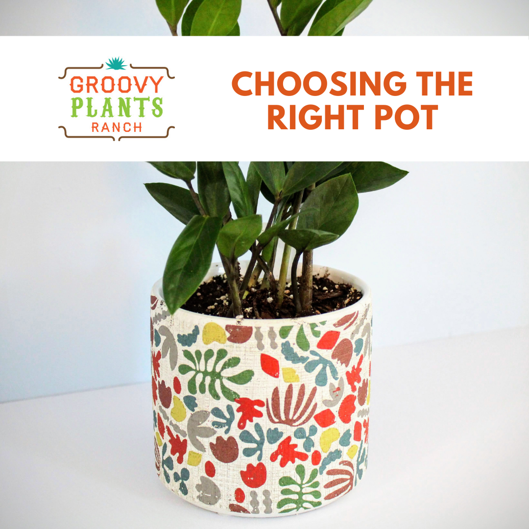 Choosing the Right Pot | Groovy Plants Ranch LLC | The Groovy Plants ...