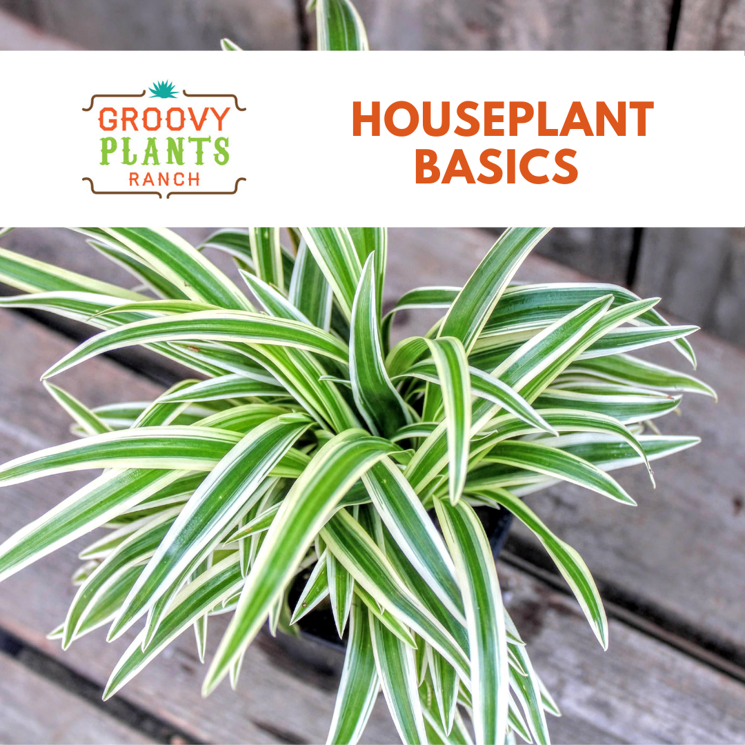 Houseplant Basics | Groovy Plants Ranch LLC | The Groovy Plants Ranch LLC