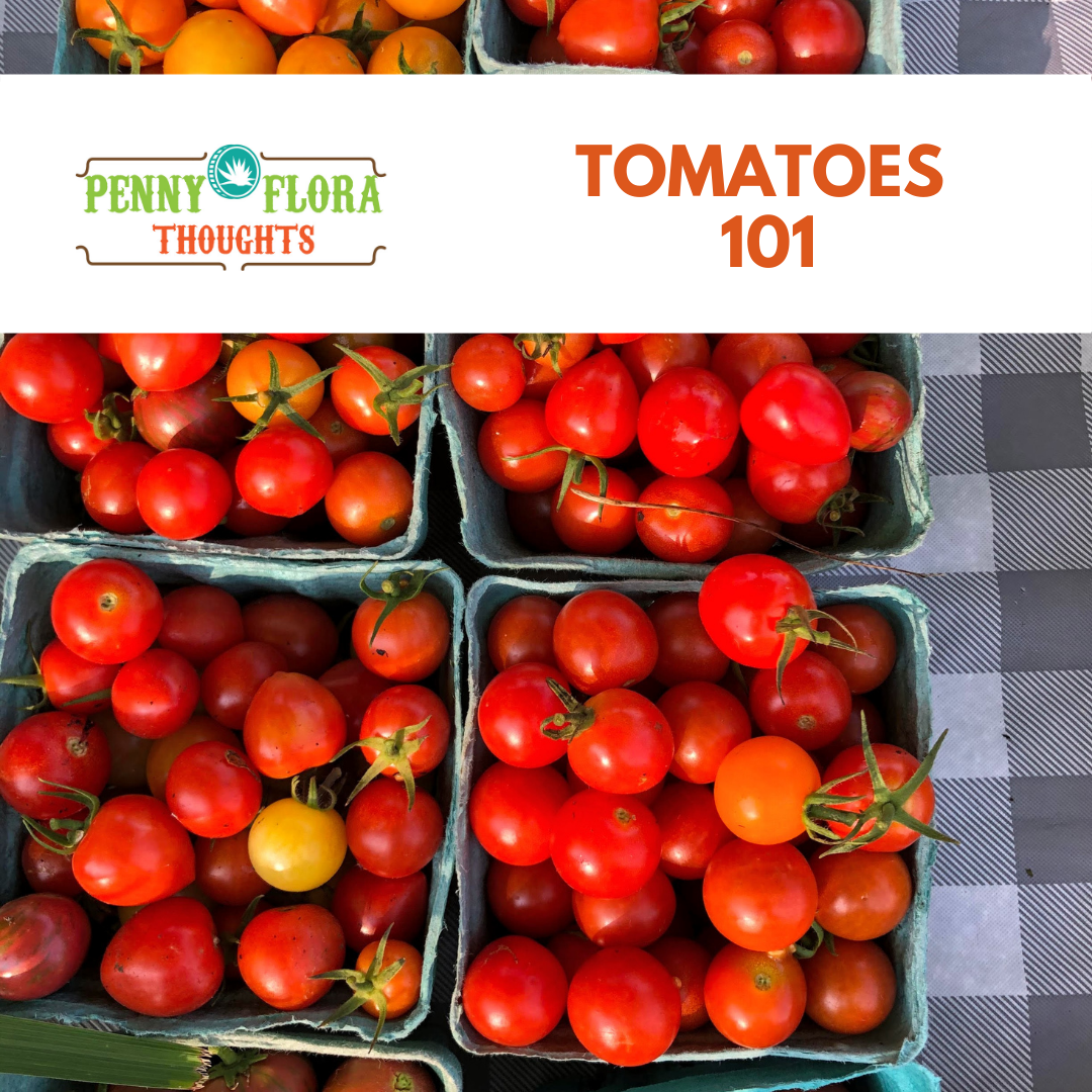Tomatoes 101 | Penny Flora Thoughts Blog | The Groovy Plants Ranch LLC