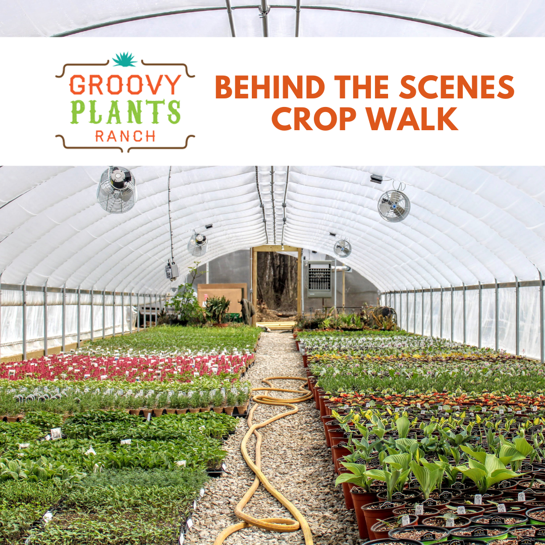 Behind the Scenes Crop Walk | Groovy Plants Ranch LLC | The Groovy ...