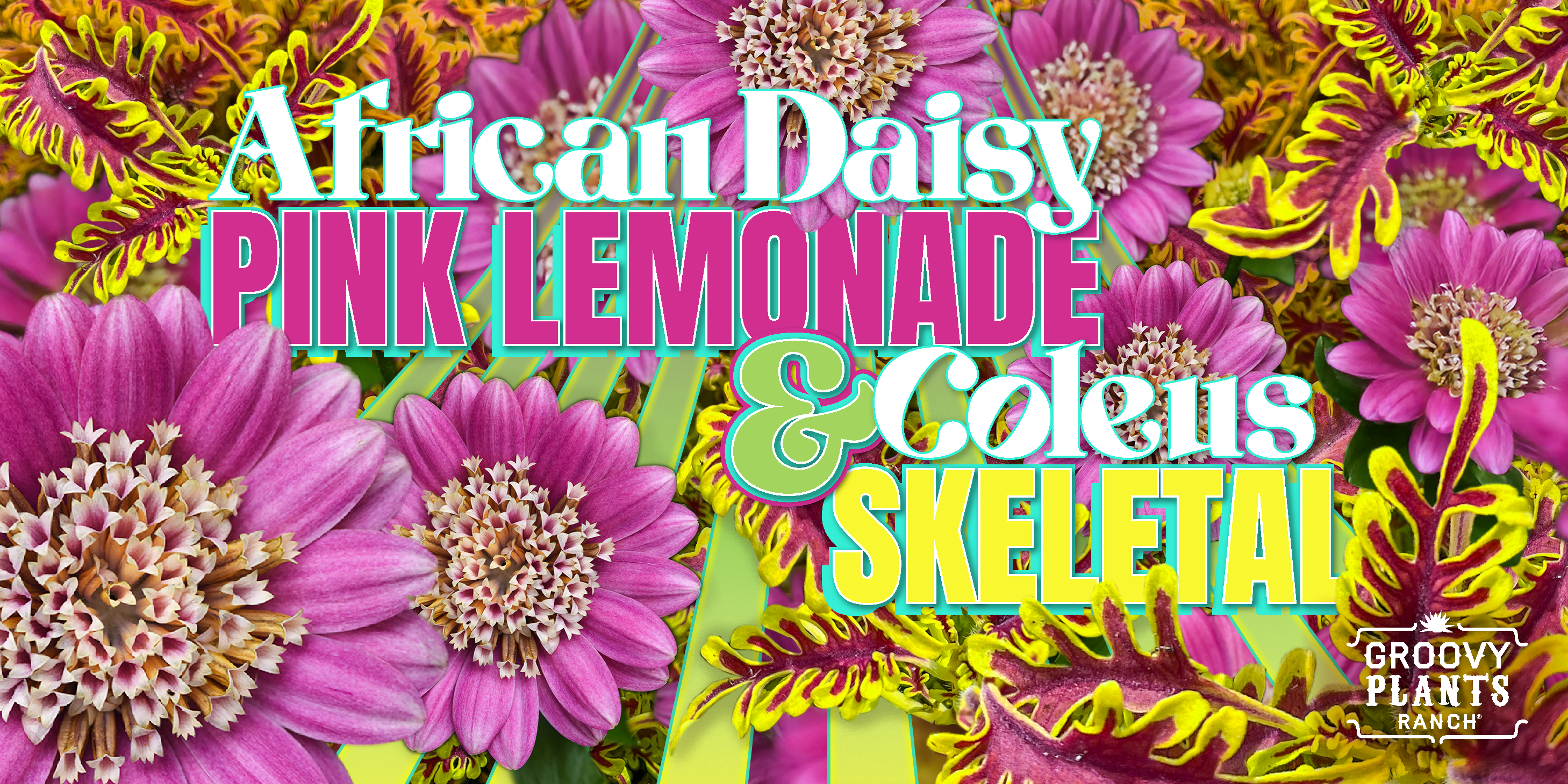 African Daisy 'Pink Lemonade' + Coleus 'Skeletal' – The Groovy Plants ...