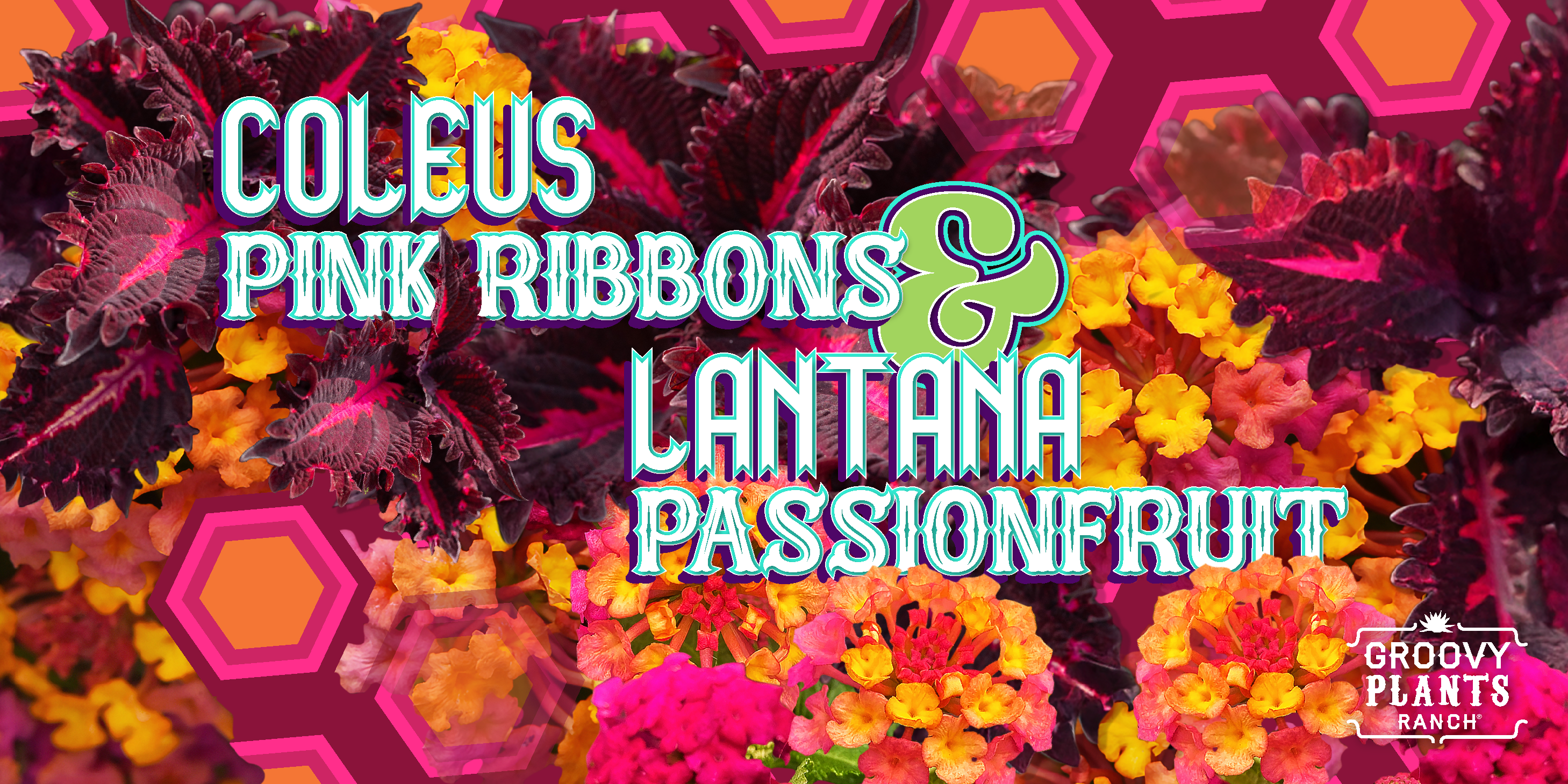 Lantana 'PassionFruit' + Coleus 'Pink Ribbons' – The Groovy Plants ...