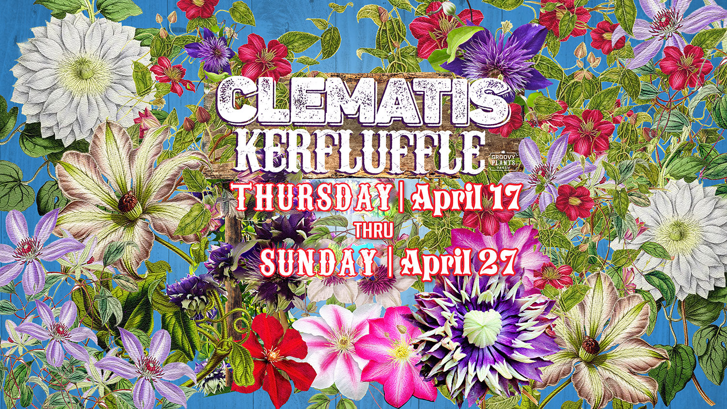 Groovy Plants Ranch - Clematis Kerfluffle – The Groovy Plants Ranch LLC