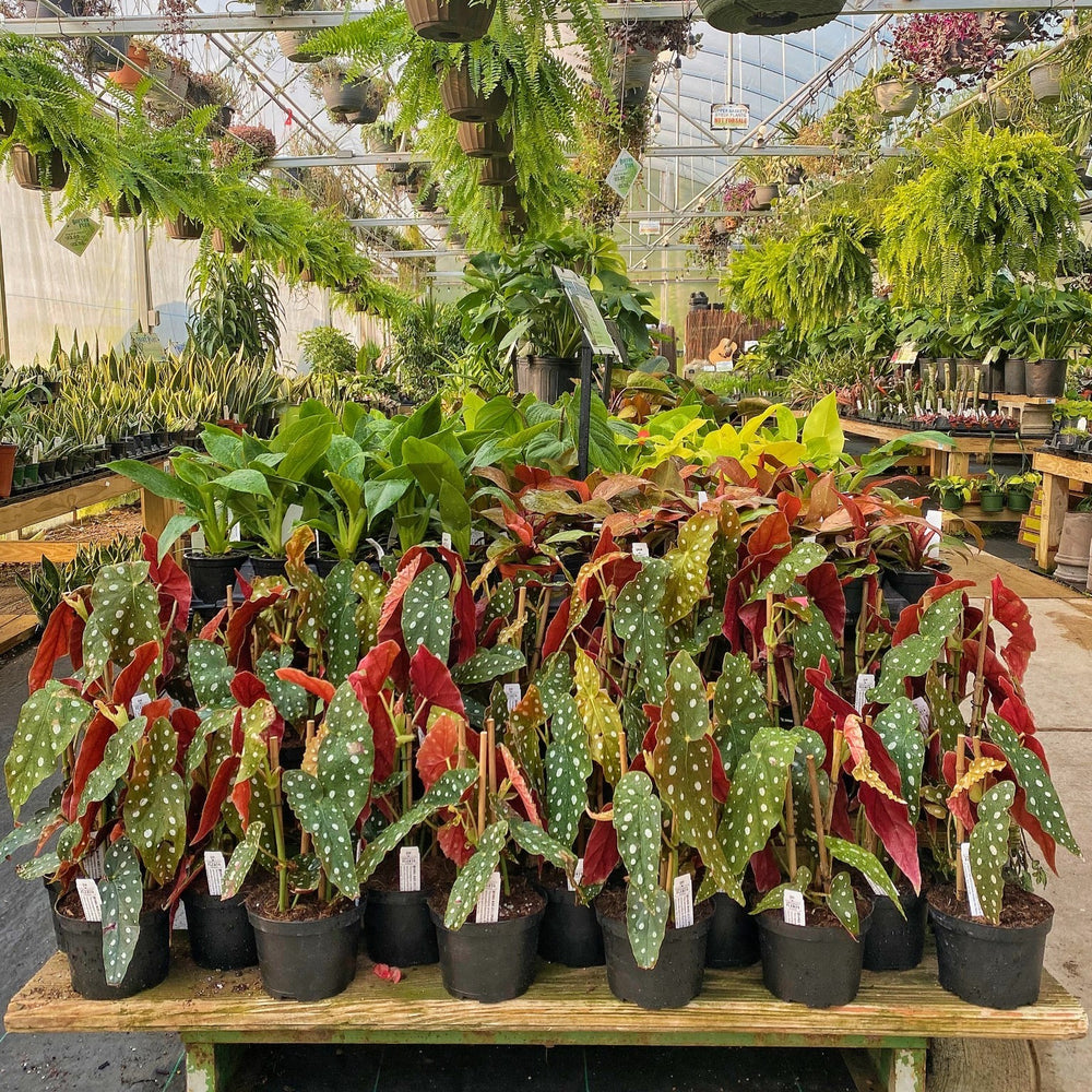 Groovy Plants Ranch – The Groovy Plants Ranch LLC