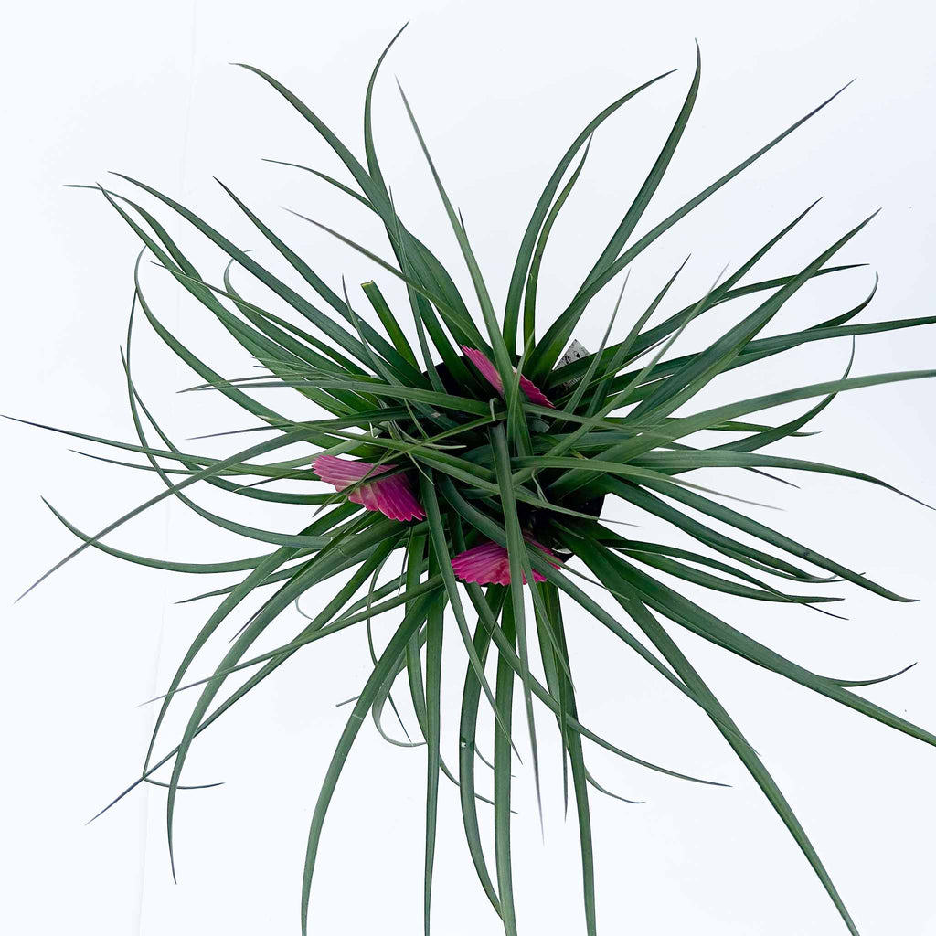 Pink Quill Triple Combo | Tillandsia Cyanea Triple Combo – The Groovy ...