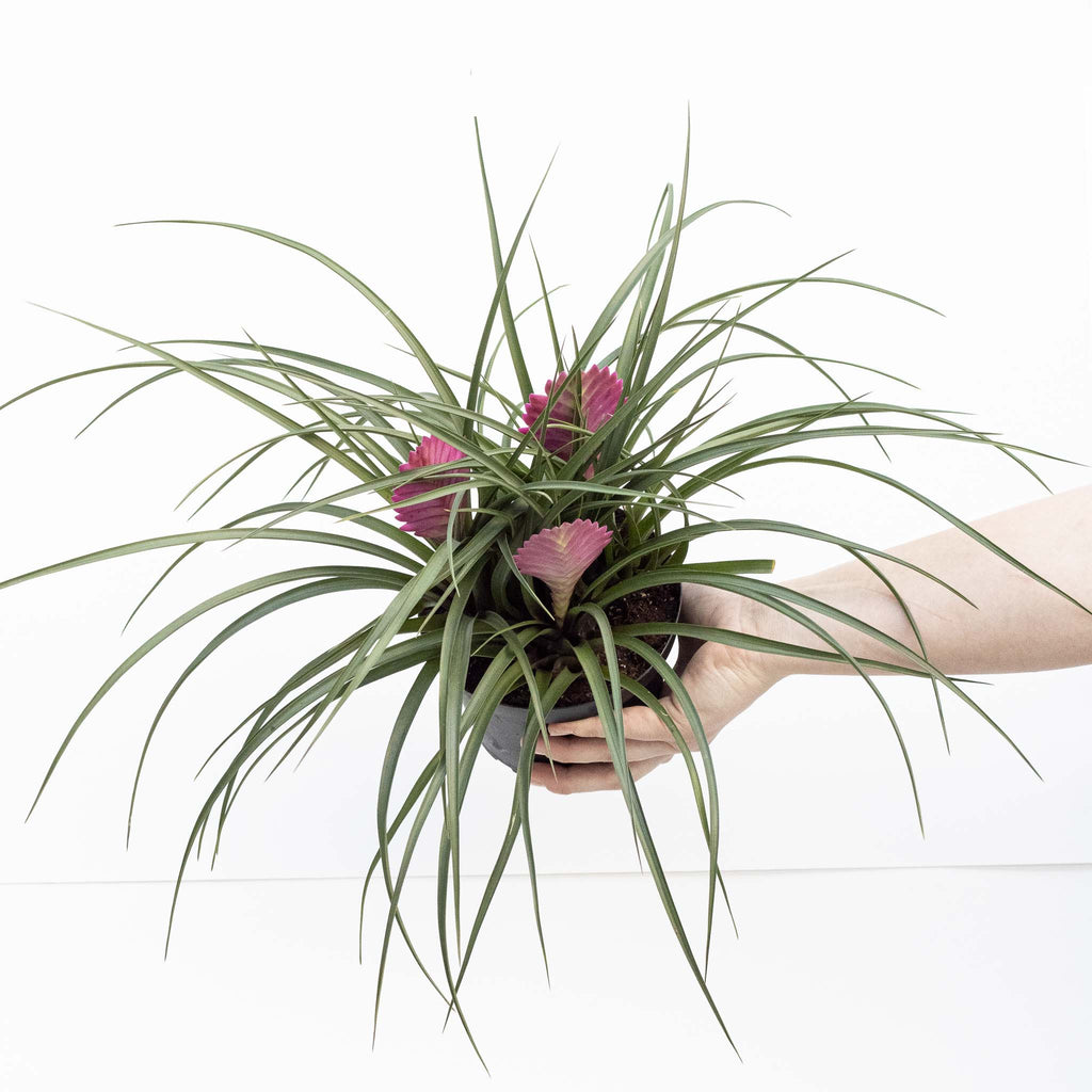 Pink Quill Triple Combo | Tillandsia Cyanea Triple Combo – The Groovy ...