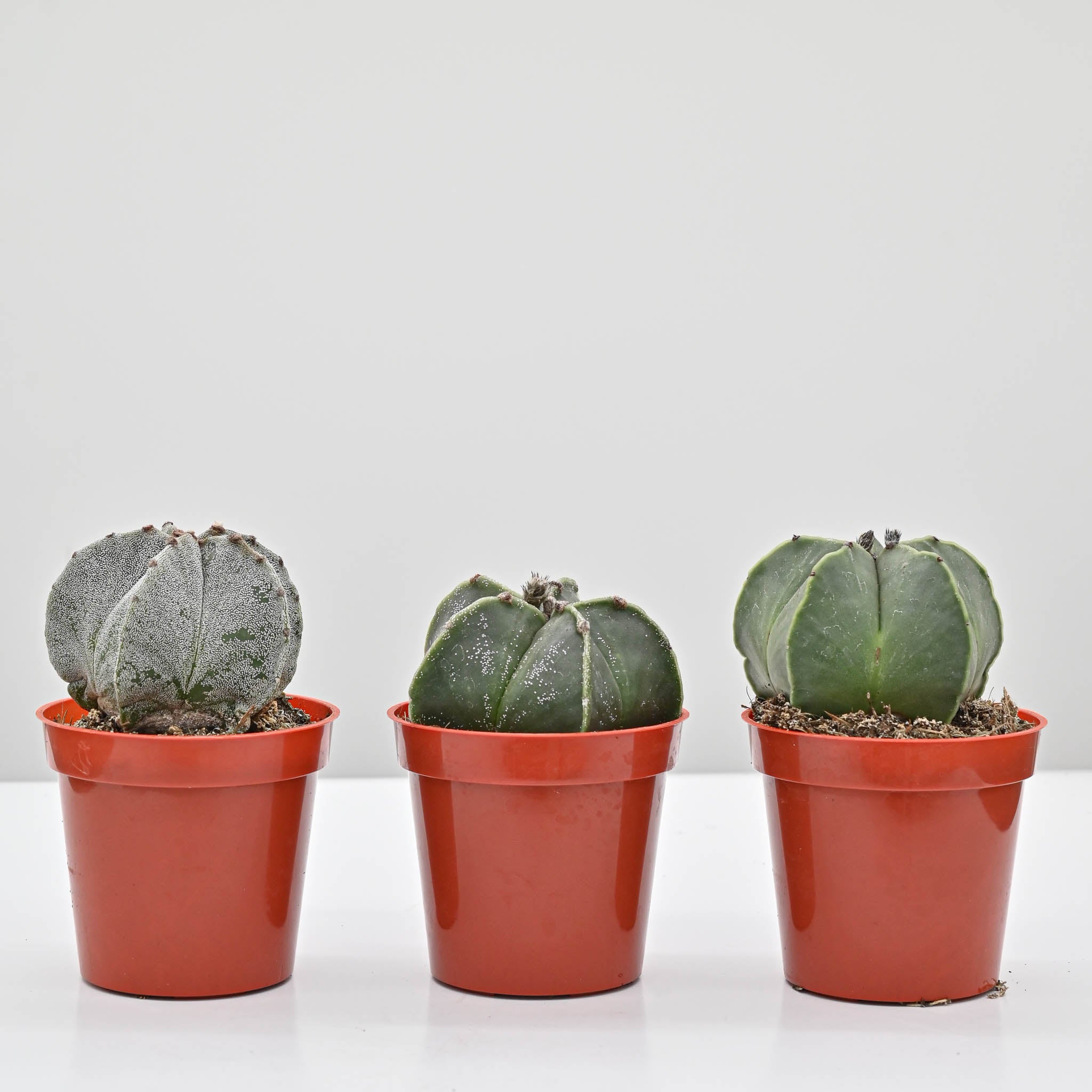 Bishops cap | Astrophytum myriostigma – The Groovy Plants Ranch LLC