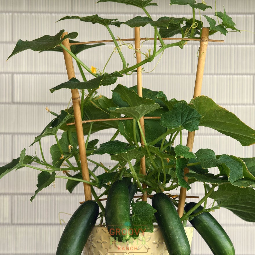 Quick Snack Cucumber | Buy Annual Vegetables Online – The Groovy Plants ...