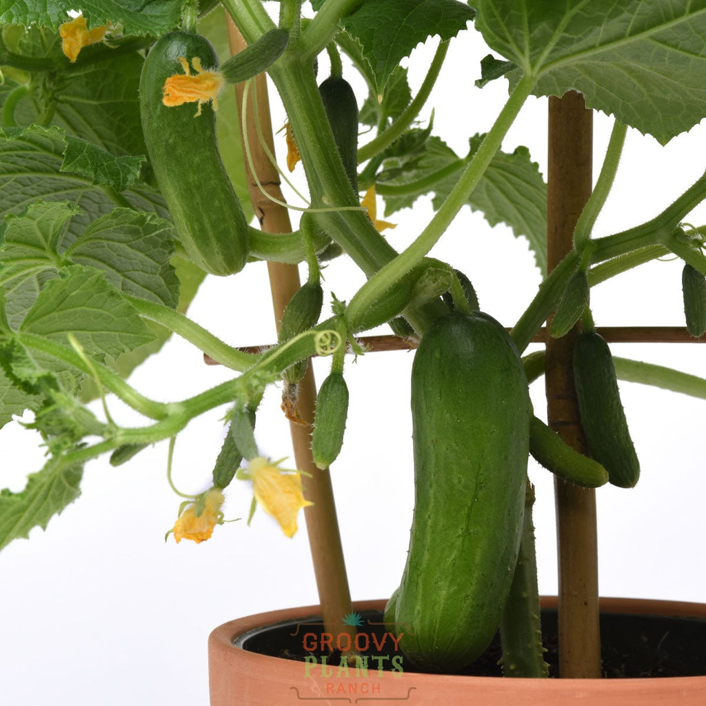 Quick Snack Cucumber | Buy Annual Vegetables Online – The Groovy Plants ...