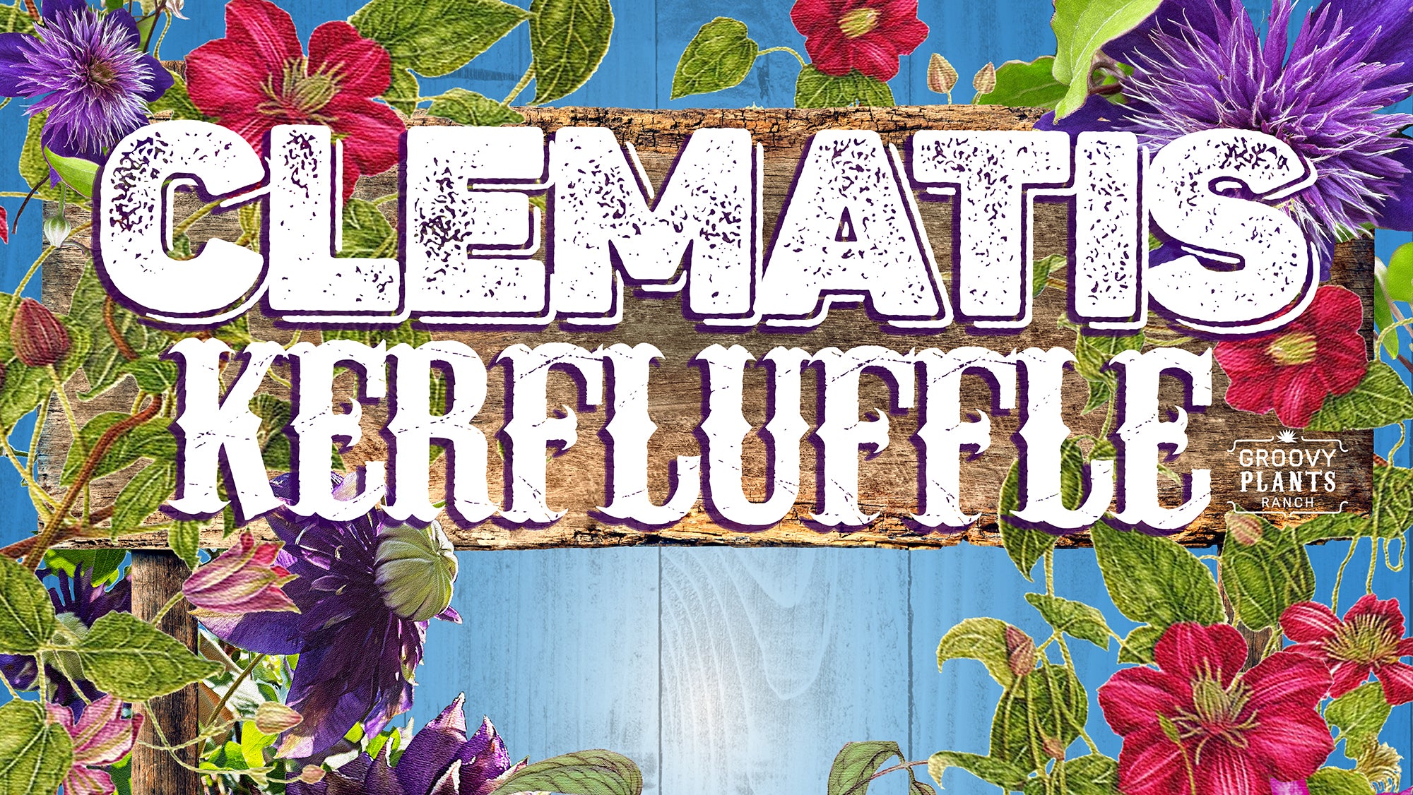 Groovy Plants Ranch - Clematis Kerfluffle – The Groovy Plants Ranch LLC