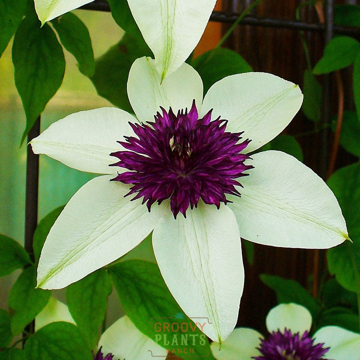 Clematis – The Groovy Plants Ranch LLC