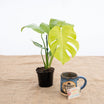 Monstera 'Lemon Lime' | Limited Release for Pickup – The Groovy Plants ...