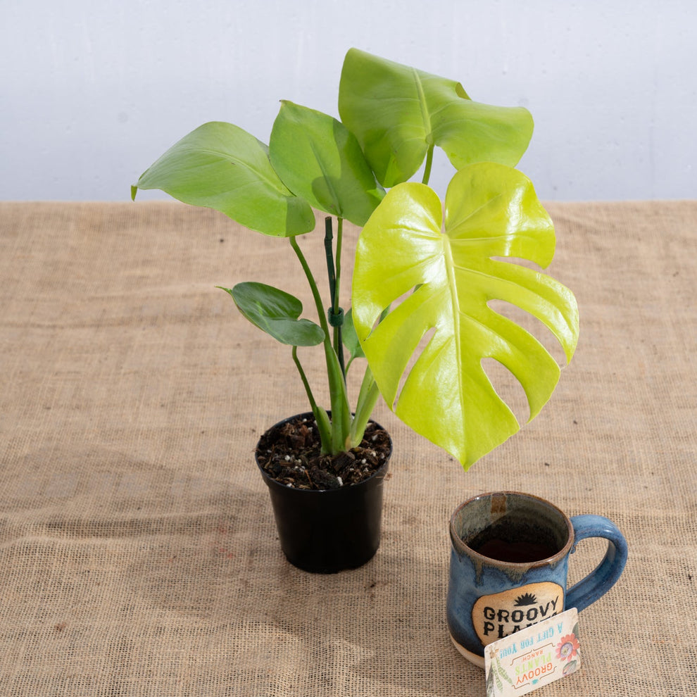 Monstera 'Lemon Lime' | Limited Release for Pickup – The Groovy Plants ...