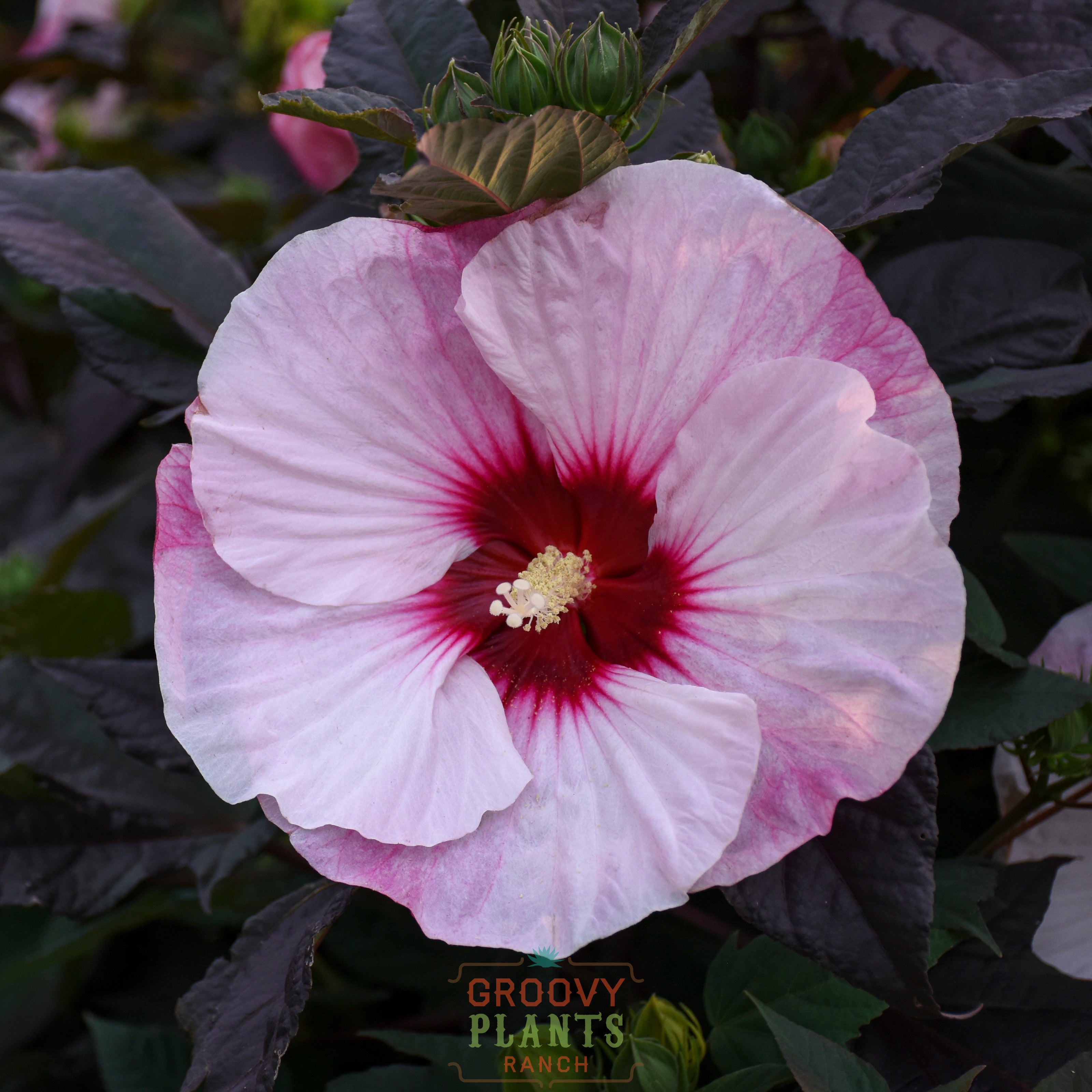 Hibiscus 'Perfect Storm' - Pick Up June 6-8 2025 – The Groovy Plants ...