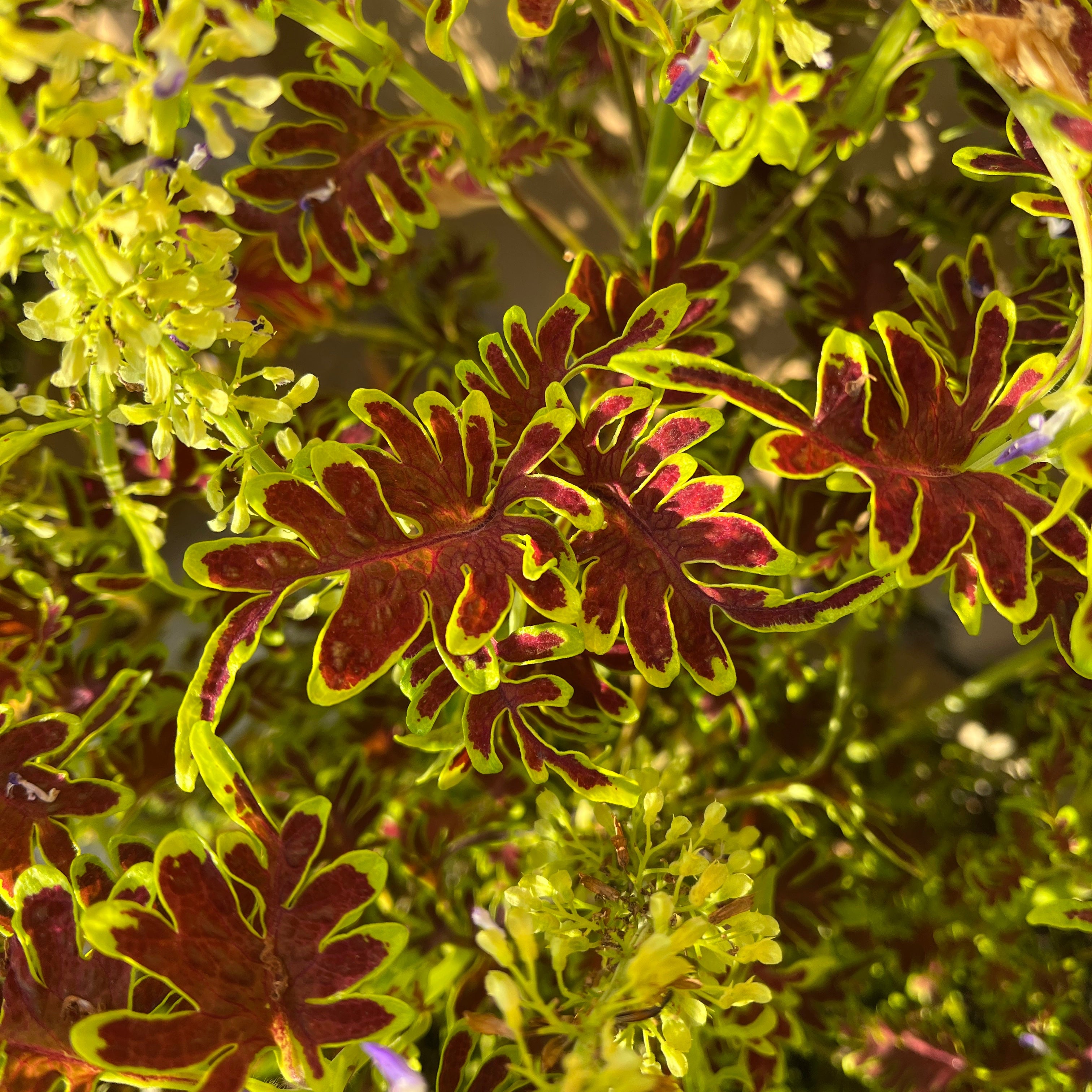 Groovy Plants Ranch – The Groovy Plants Ranch LLC