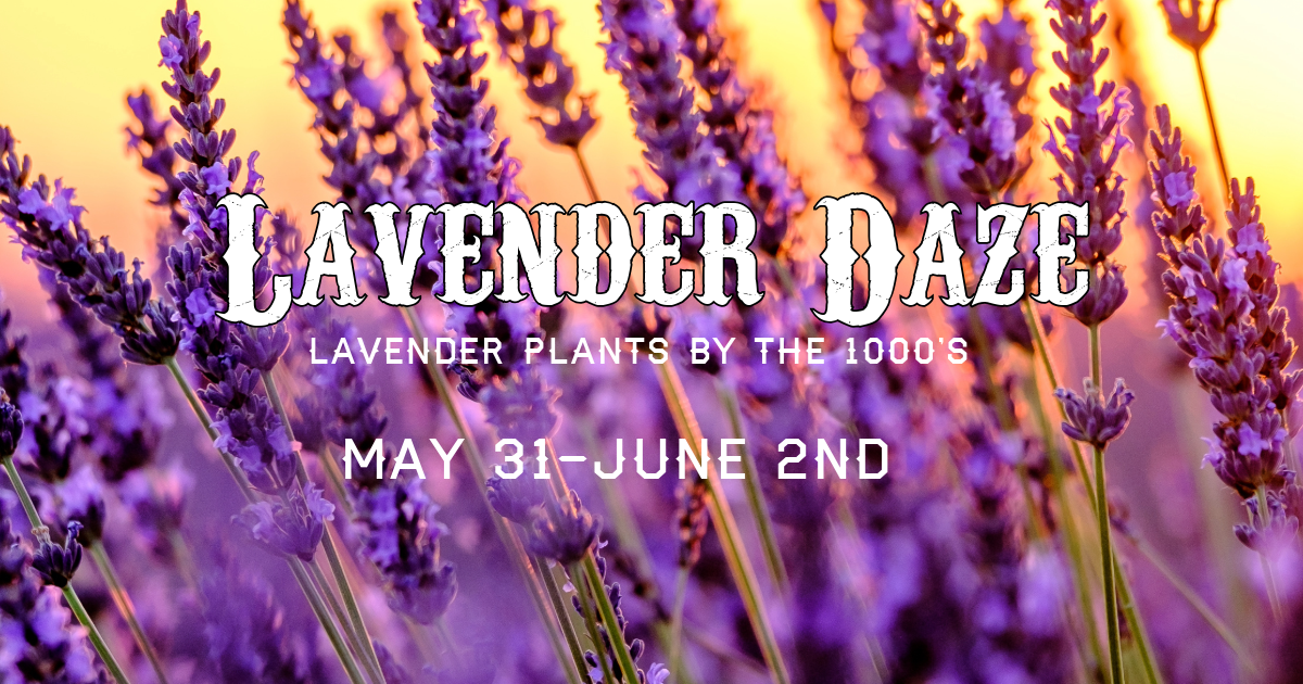 Groovy Plants Ranch | Lavender Daze – The Groovy Plants Ranch LLC