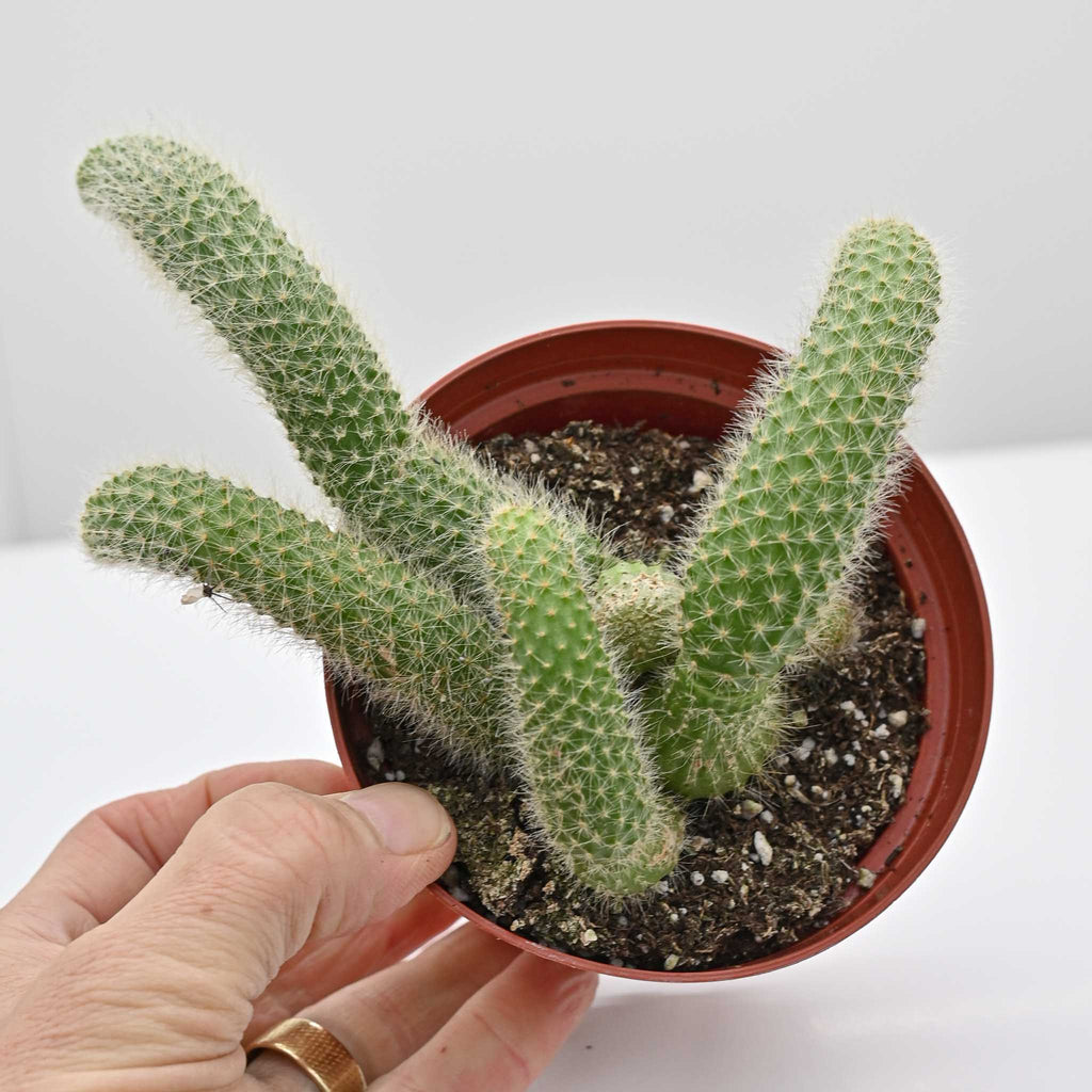 Monkey Tail Cactus | Cleistocactus (Hildewintera) Colademononis – The ...
