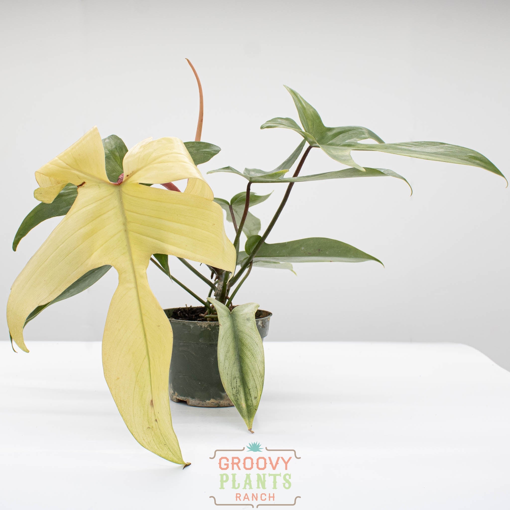 Philodendron Florida Ghost | Philodendron pedatum 'Florida Ghost' – The ...