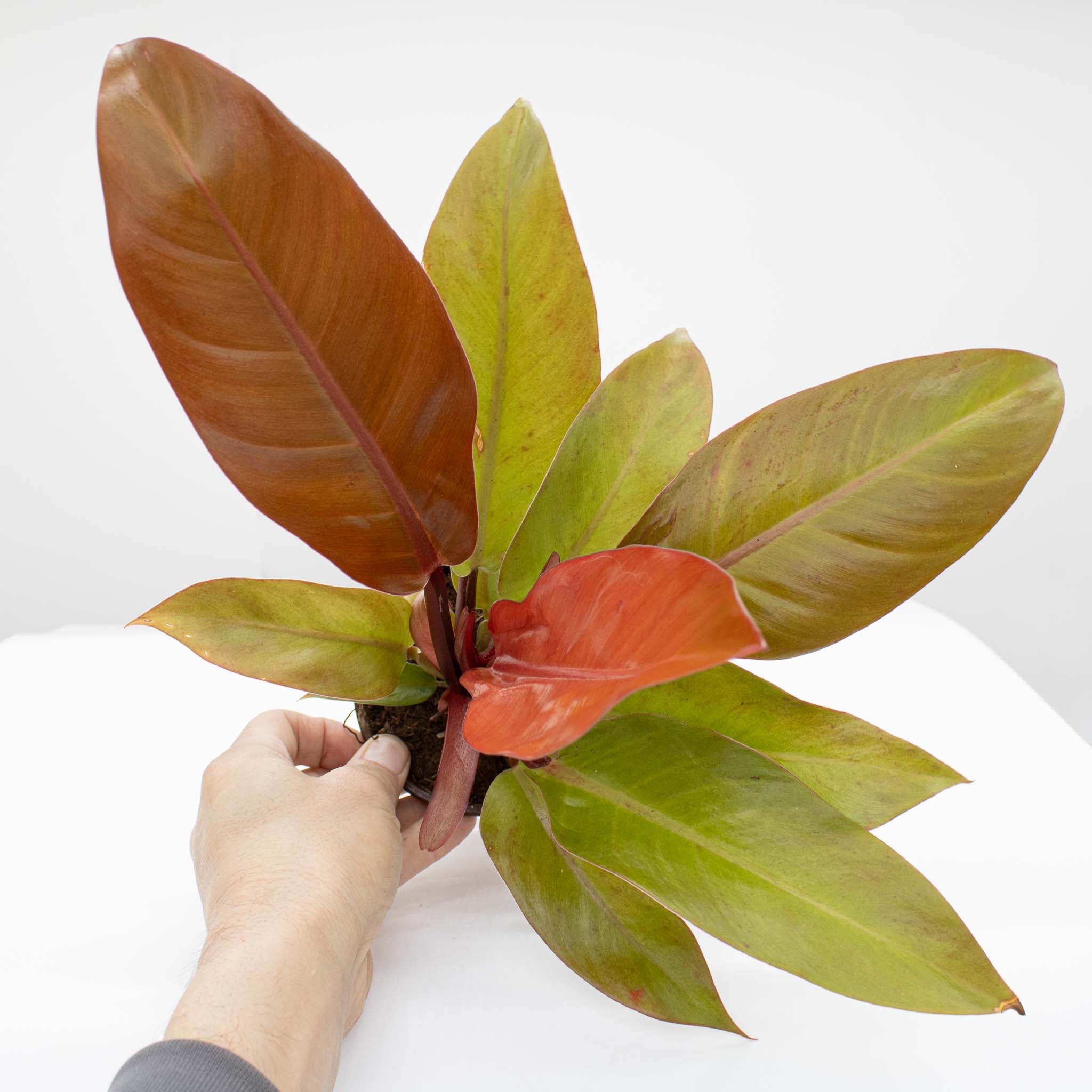Philodendron Red Sun – The Groovy Plants Ranch LLC