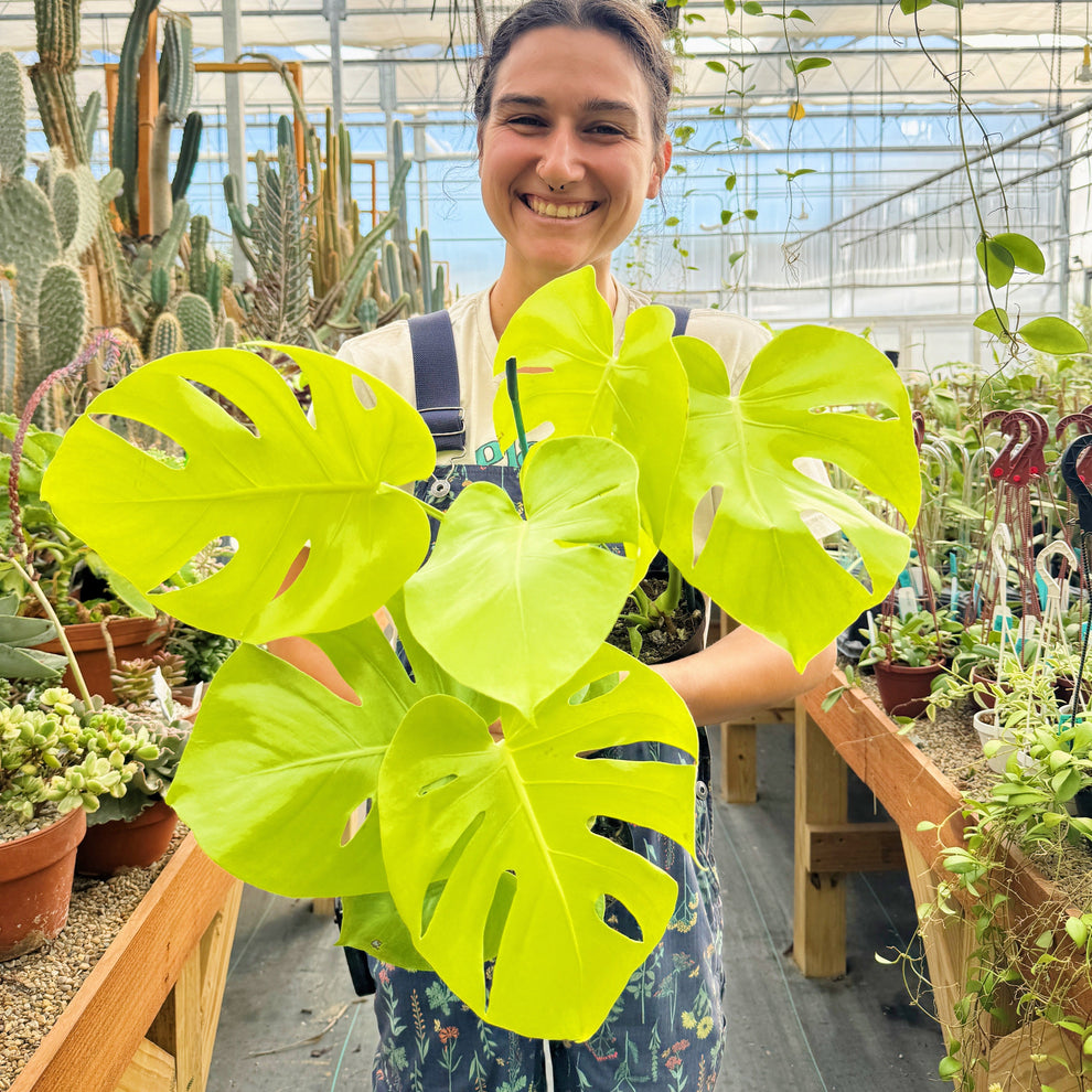 Monstera 'Lemon Lime' | Limited Release – The Groovy Plants Ranch LLC