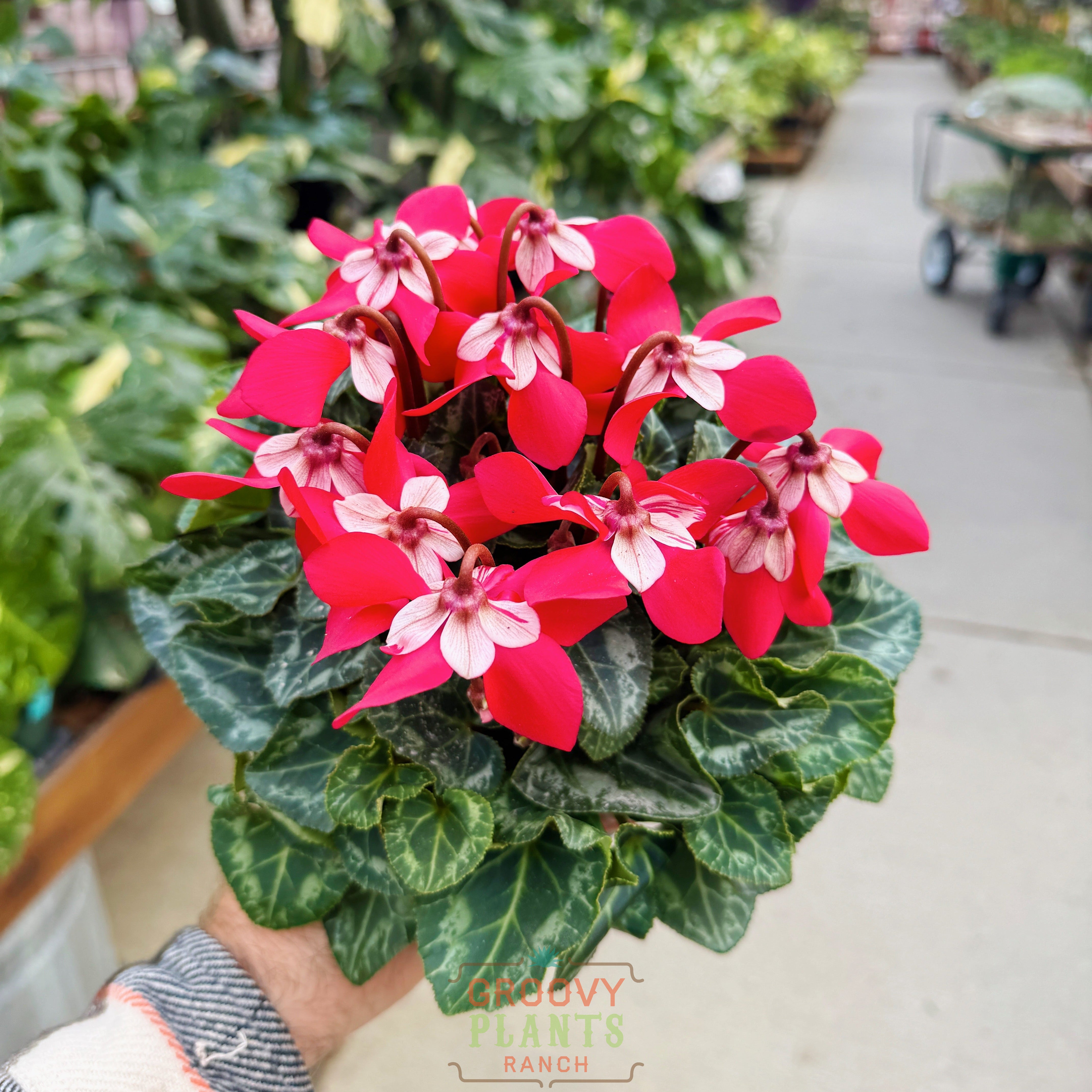 Cyclamen 'Peppermint Swirl' – The Groovy Plants Ranch LLC