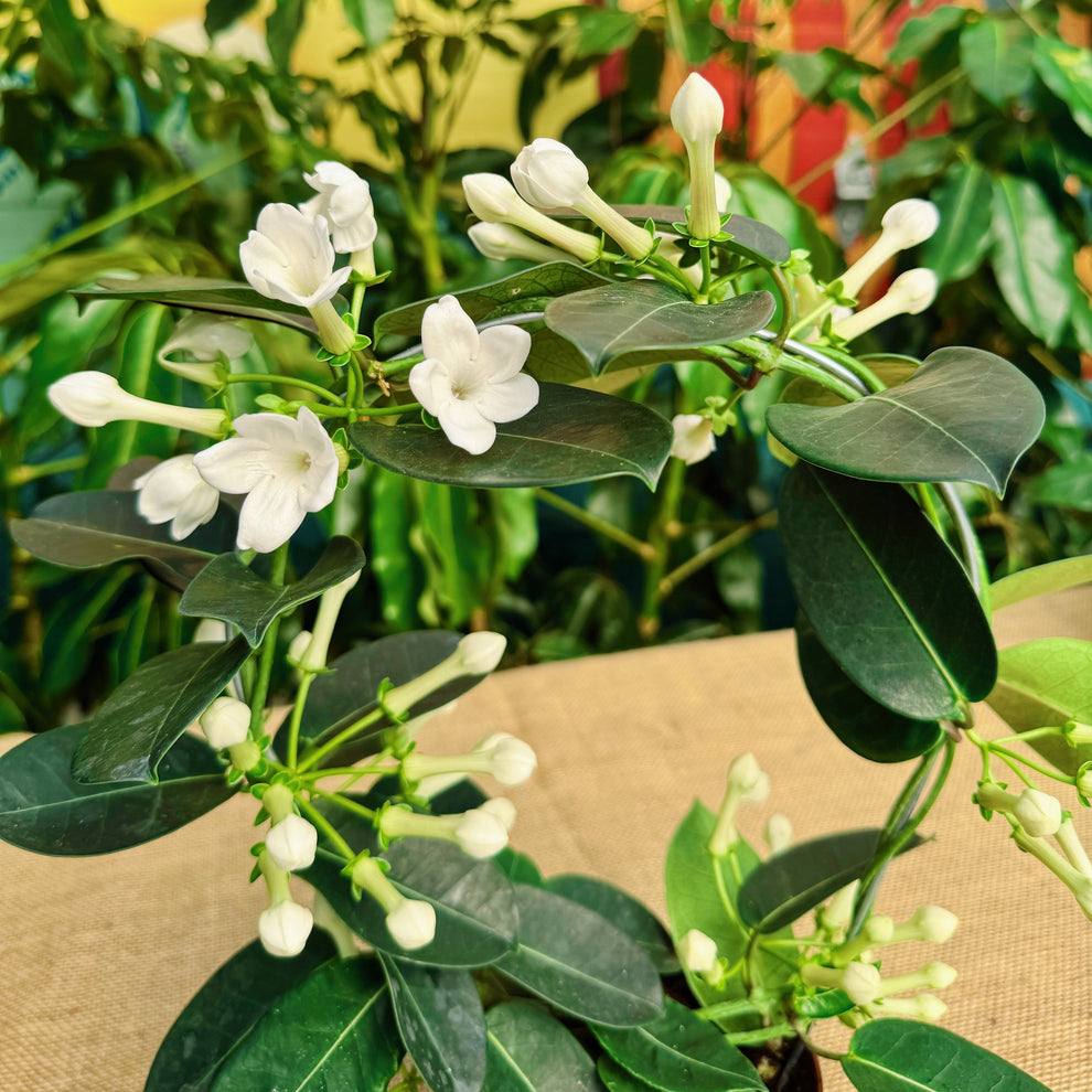 Stephanotis floribunda - Madagascar Jasmine – The Groovy Plants Ranch LLC