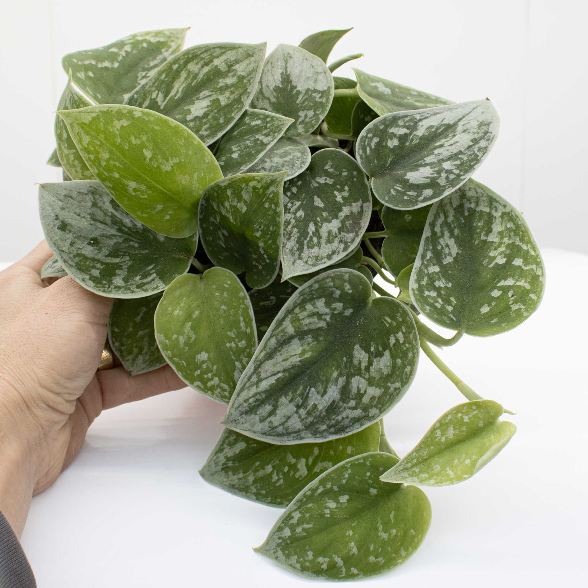 Silver Ann Pothos | Scindapsus pictus 'Silvery Ann' 6" pot – The Groovy ...