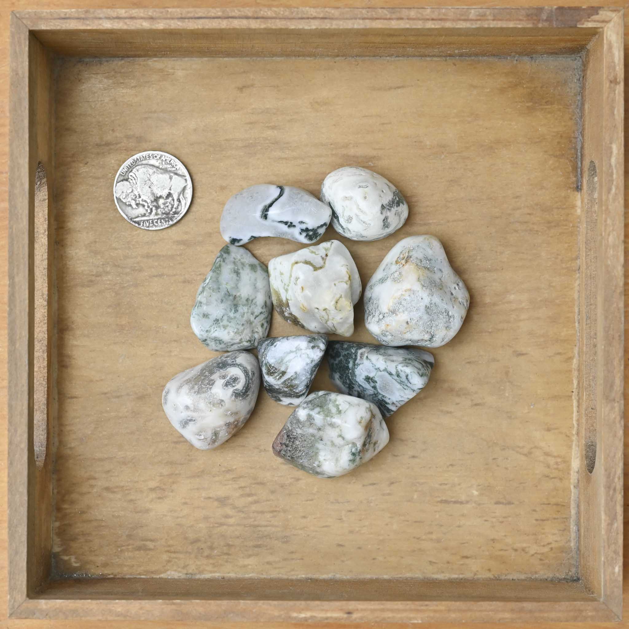 Tumbled Tree Agate – The Groovy Plants Ranch LLC