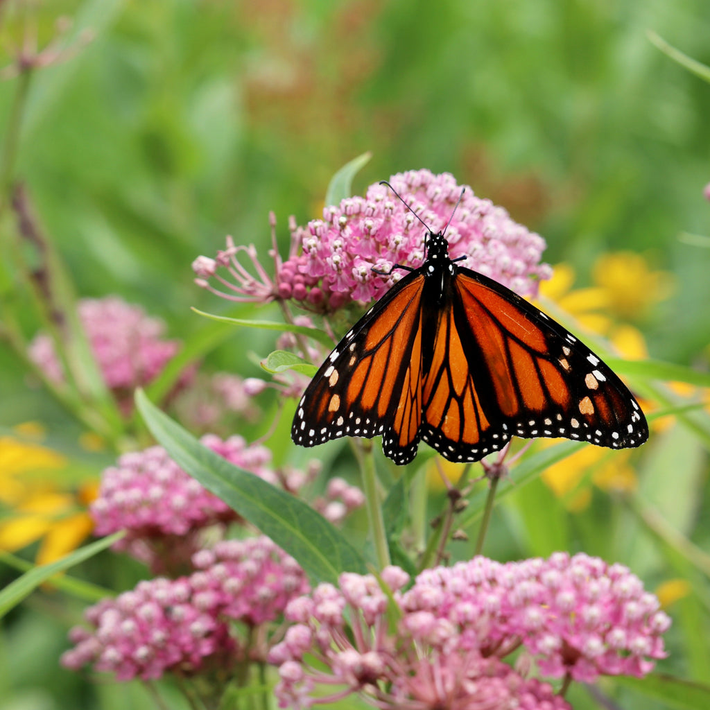 The Pollinator Parlor ~ Native Garden of 9 Hefty Plants for Preorder ...