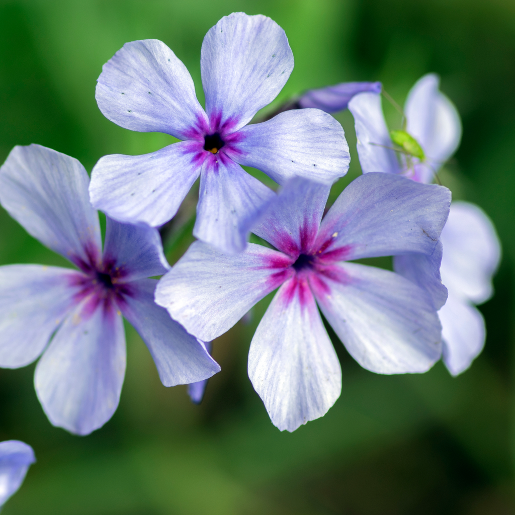 The Pollinator Parlor ~ Native Garden of 9 Hefty Plants for Preorder ...