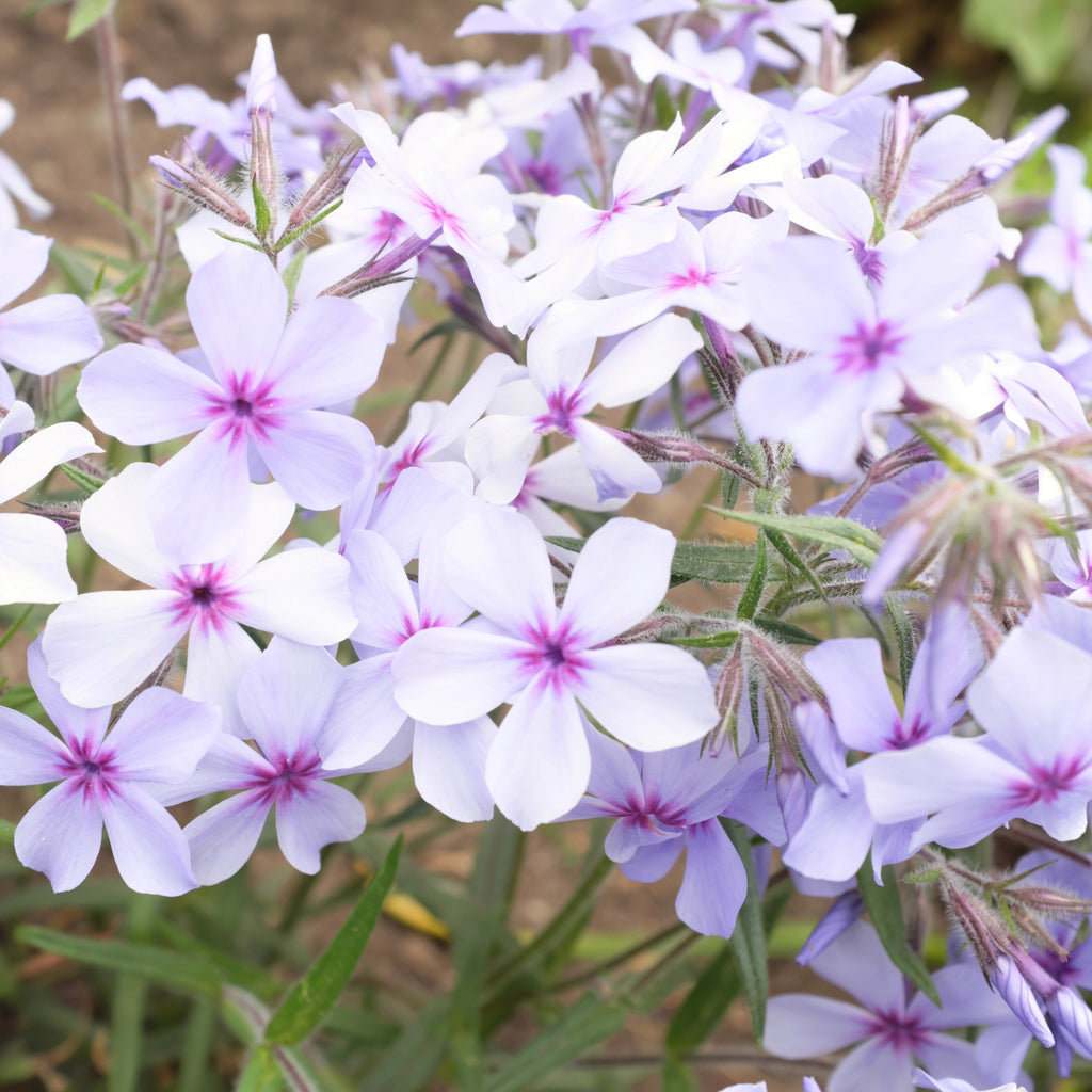 The Pollinator Parlor ~ Native Garden of 9 Hefty Plants for Preorder ...