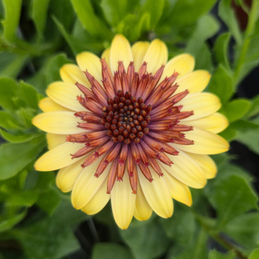 African Daisy 'Harvest Moon' ~ Trio of 3 Hefty Plants for Preorder ...