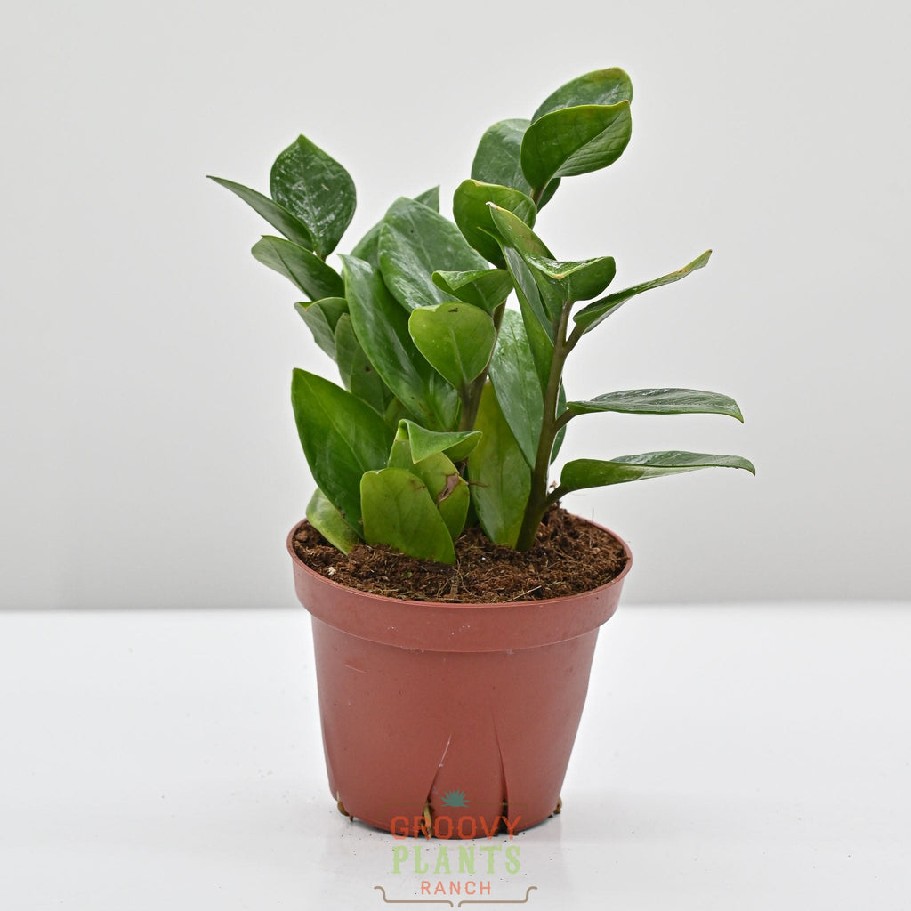 Dwarf ZZ Plant | zamioculcas zamiifolia 'Zenzi' – The Groovy Plants ...