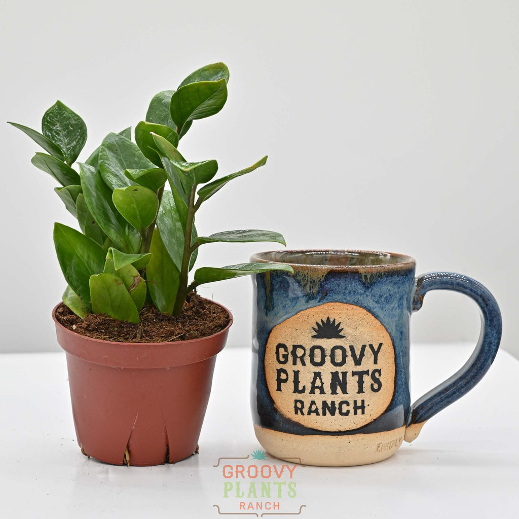 Dwarf ZZ Plant | zamioculcas zamiifolia 'Zenzi' – The Groovy Plants ...