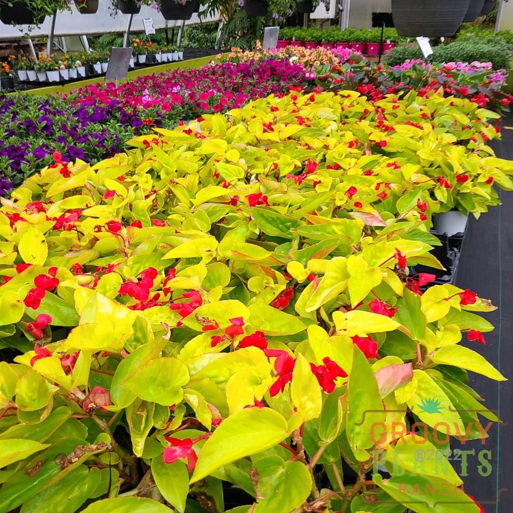 Groovy Plants Ranch – The Groovy Plants Ranch LLC