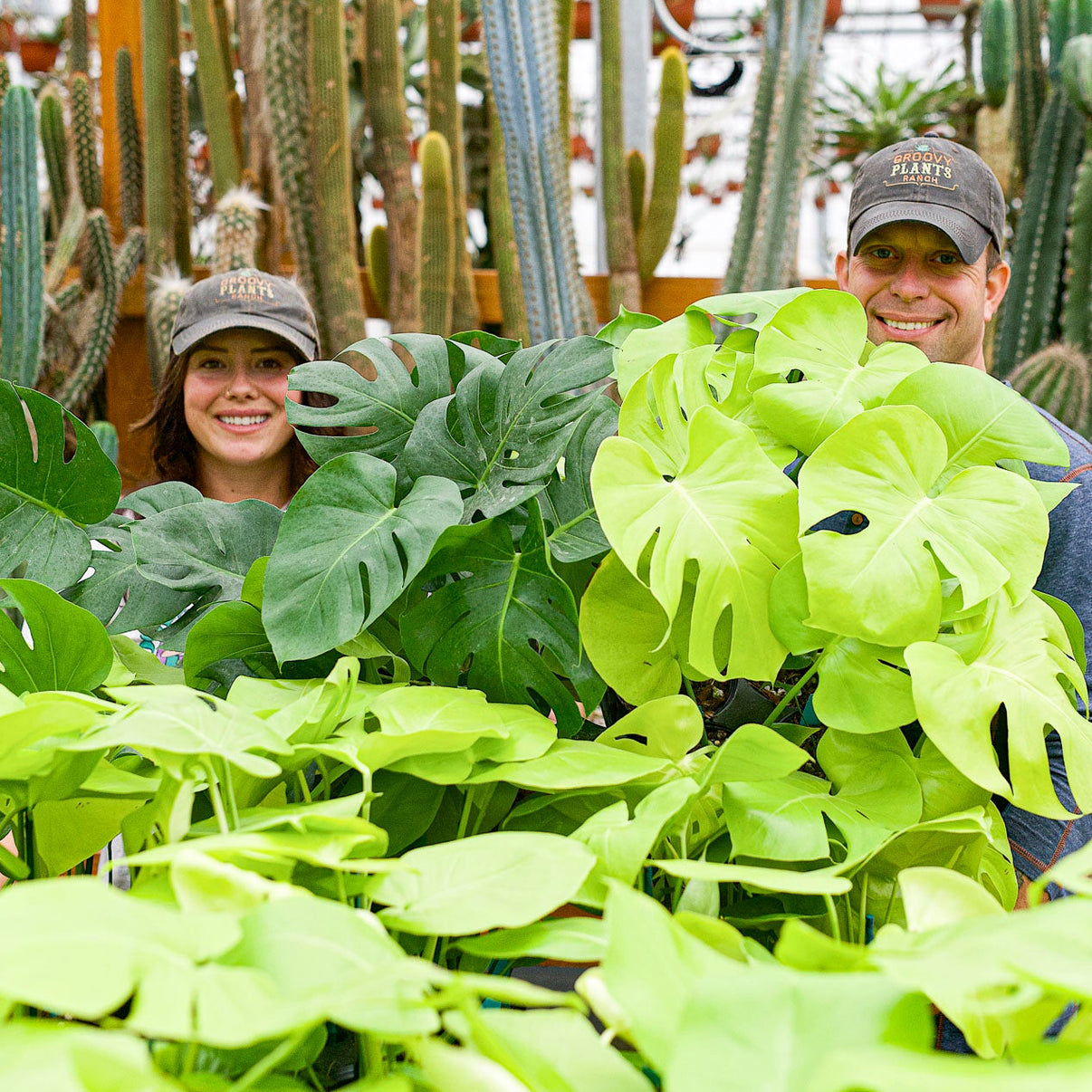 Monstera 'Lemon Lime' | Limited Release – The Groovy Plants Ranch LLC