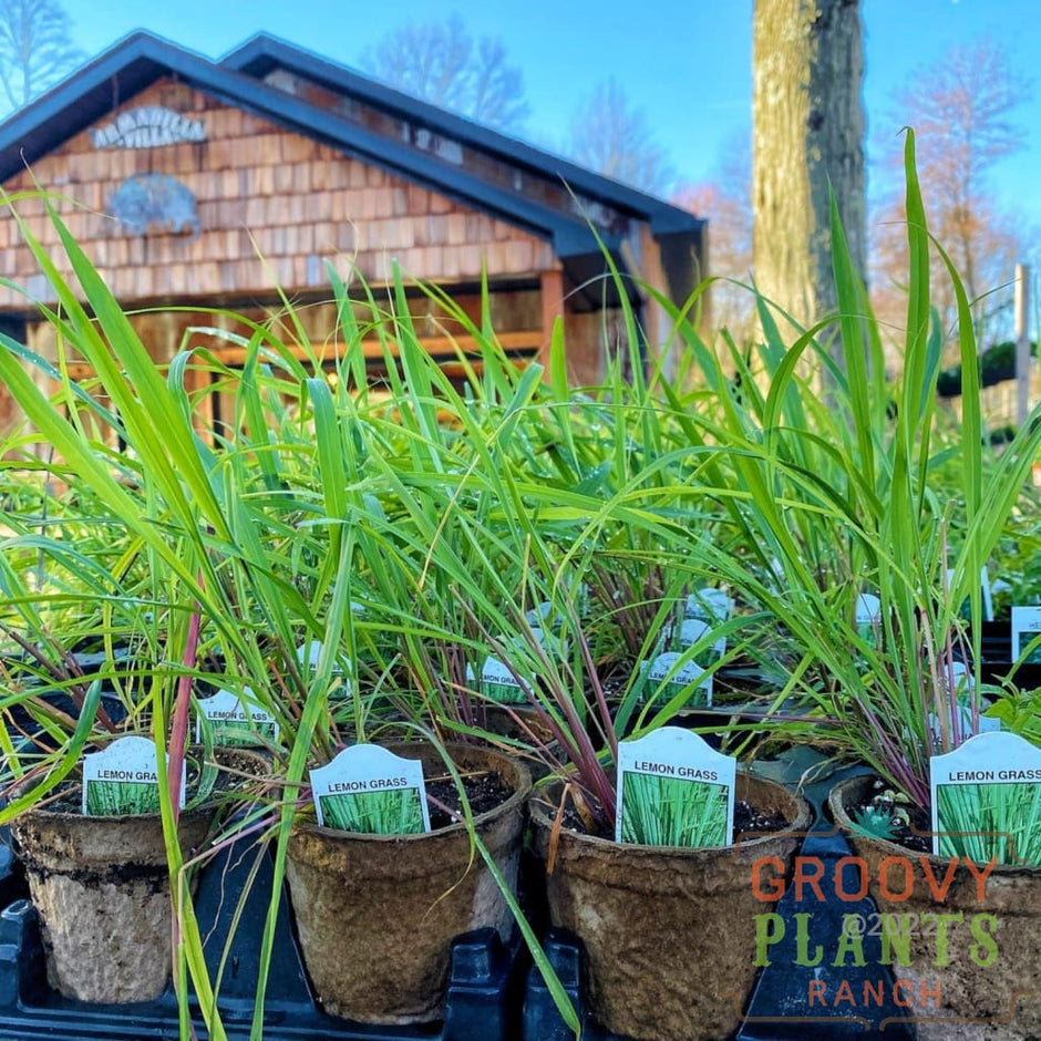 Groovy Plants Ranch – The Groovy Plants Ranch LLC