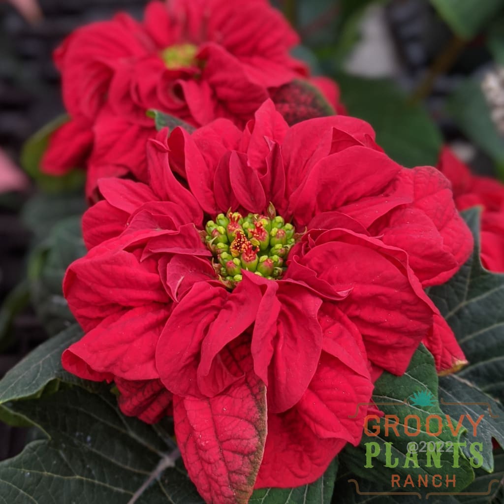 Winter Rose Poinsettia