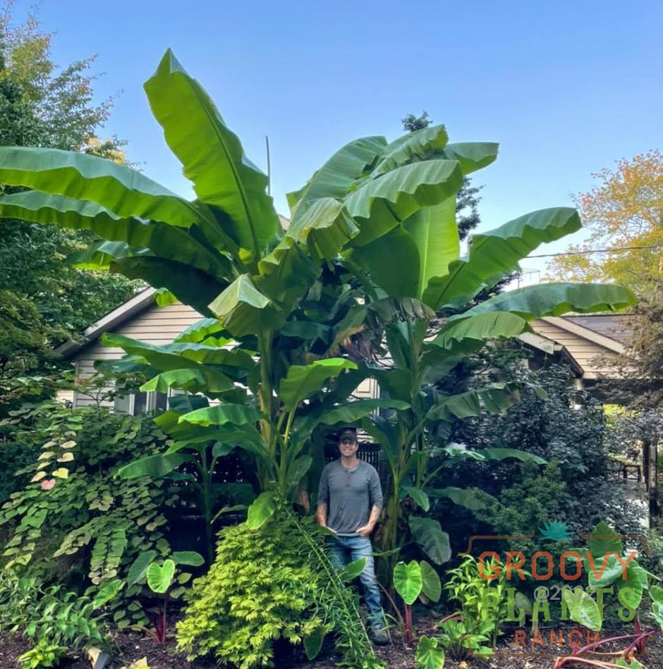 Hot Pepper Bundle ~ Bathroom Buster of 9 Hefty Plants for Preorder ...